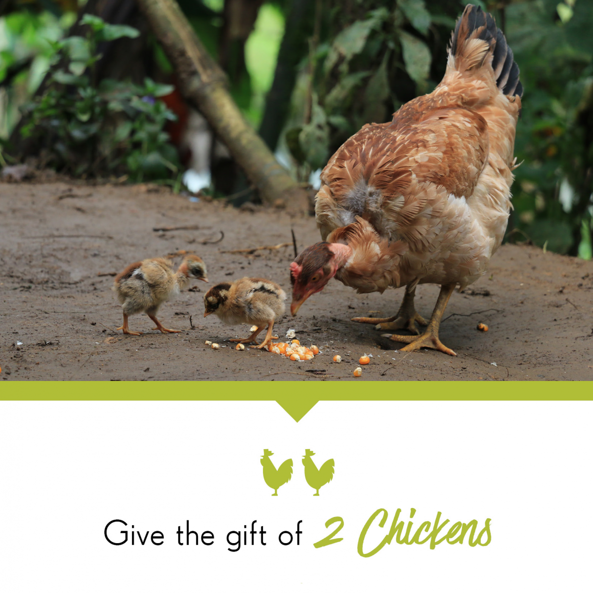 Chicken - Food for the Hungry